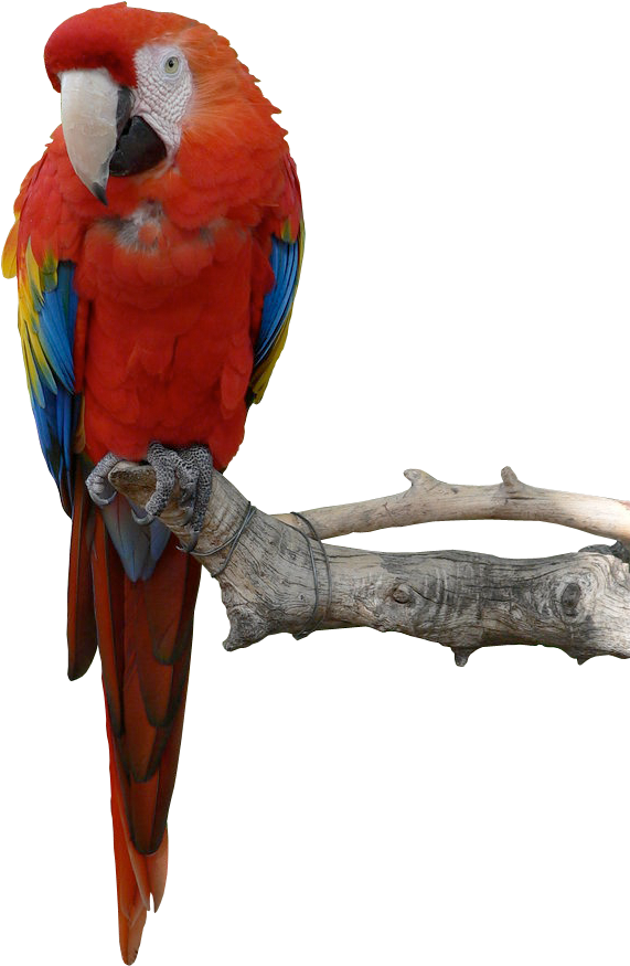 Go To Image - Red Parrot Png (774x1032), Png Download