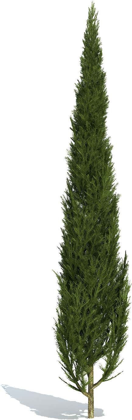 Download Cutout Plant Shrub Landscape Architecture, Landscape - Cypress ...