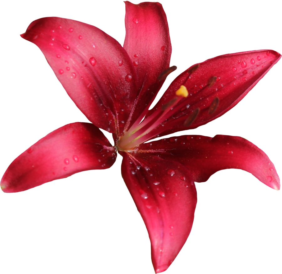 Lily Png Free Download - Red Lily Flower Png (900x876), Png Download