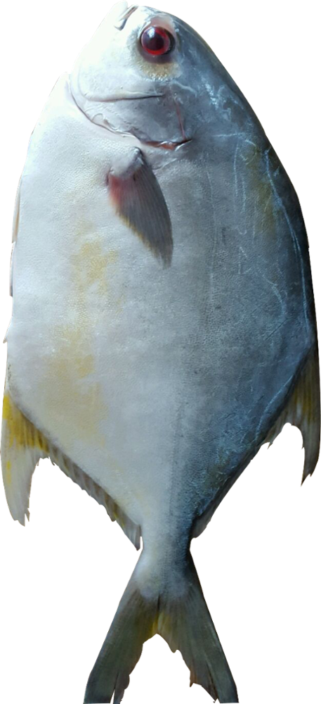 Halibut (457x1000), Png Download