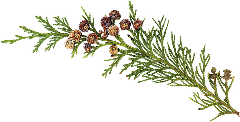 Download Cedarwood - Illustration | Transparent PNG Download | SeekPNG