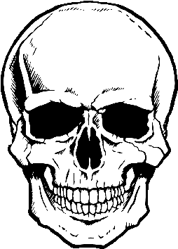 Download A Technical Drawing Of A Skull For Sculpture Drawn - Skull ...