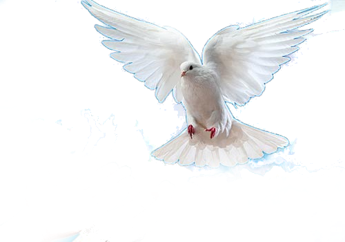 Imágenes De Palomas - Portable Network Graphics (500x350), Png Download