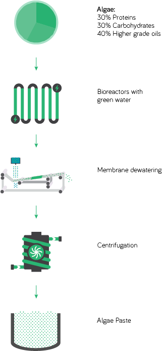 Download Ocean - Algae | Transparent PNG Download | SeekPNG