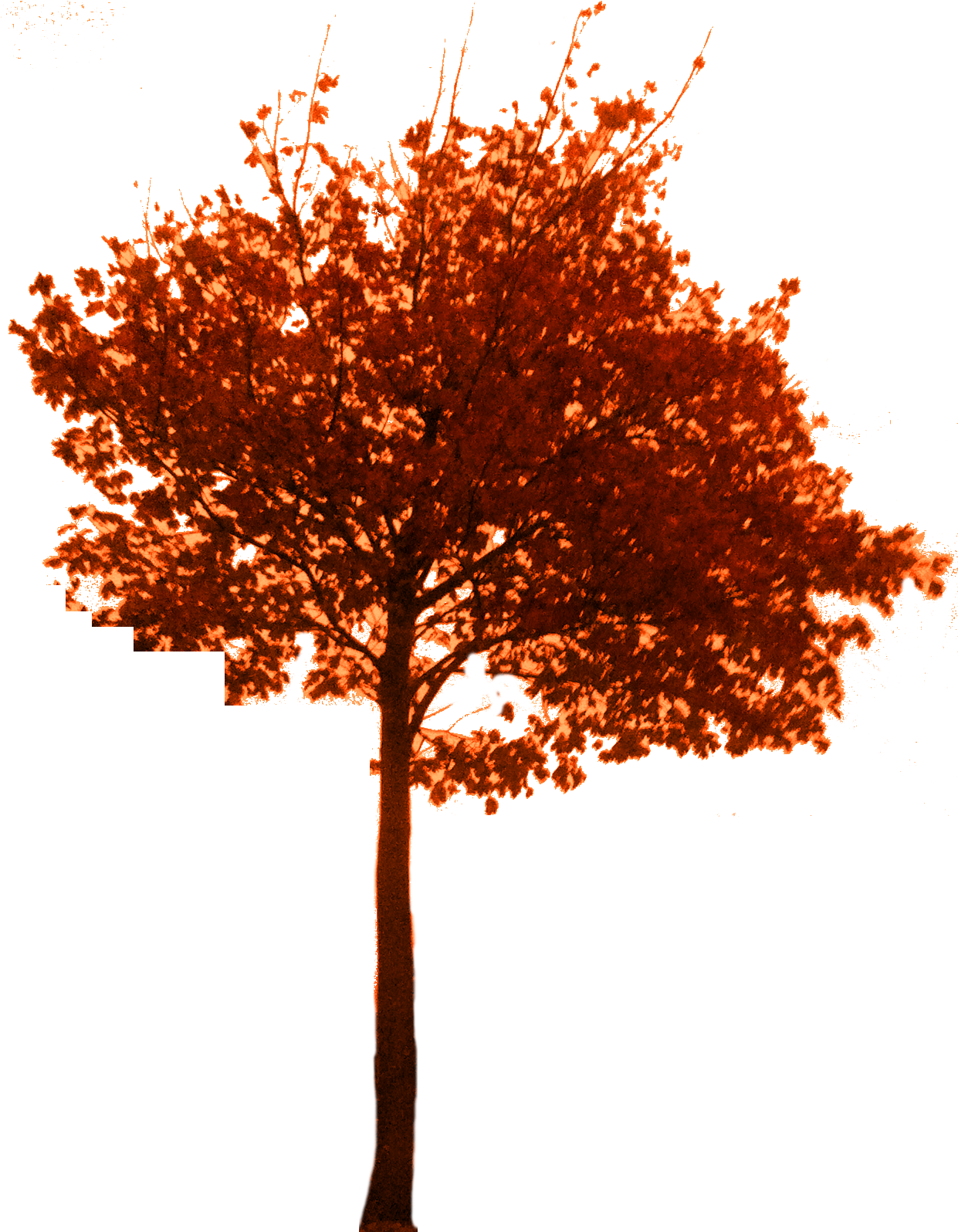 Download Fall Tree Png Download - Rocky Mountain Maple | Transparent ...