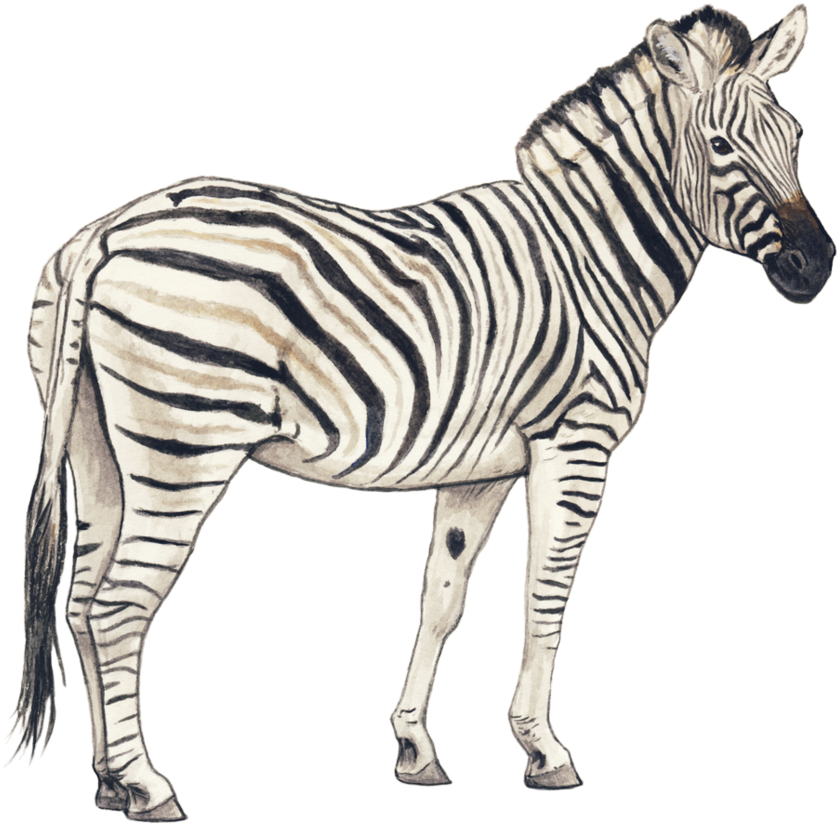 Download Zebra Clipart Transparent Background Clip Art Free - Pencil ...