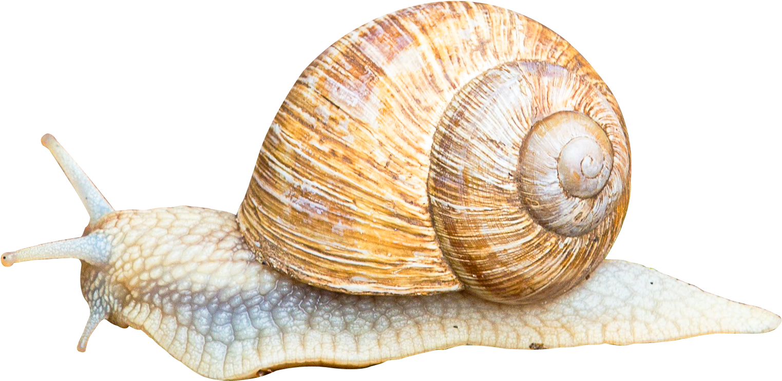 Snail Png (1635x874), Png Download