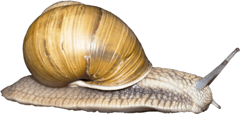 Free Png Snail Png Images Transparent - Snail Transparent (850x458 ...