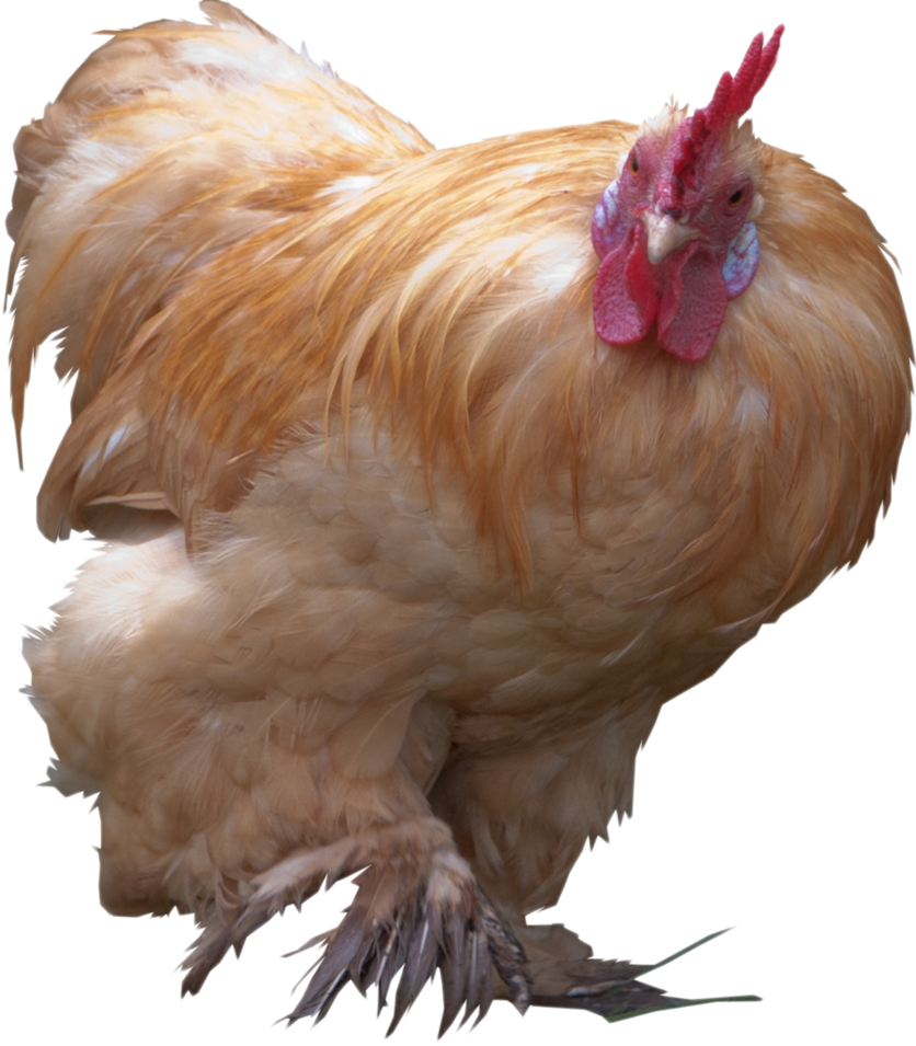 Transparent Rooster Real - Rooster With Transparent Background (836x955 ...