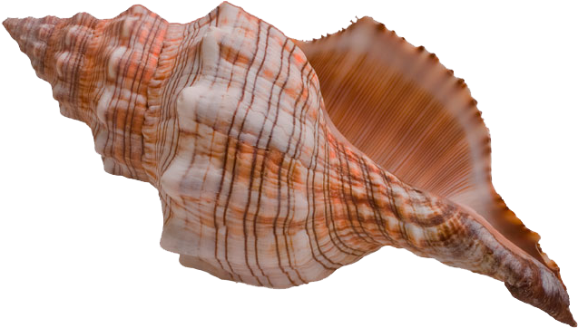 Shell Png - Lord Of The Flies Conch Transparent (648x369), Png Download