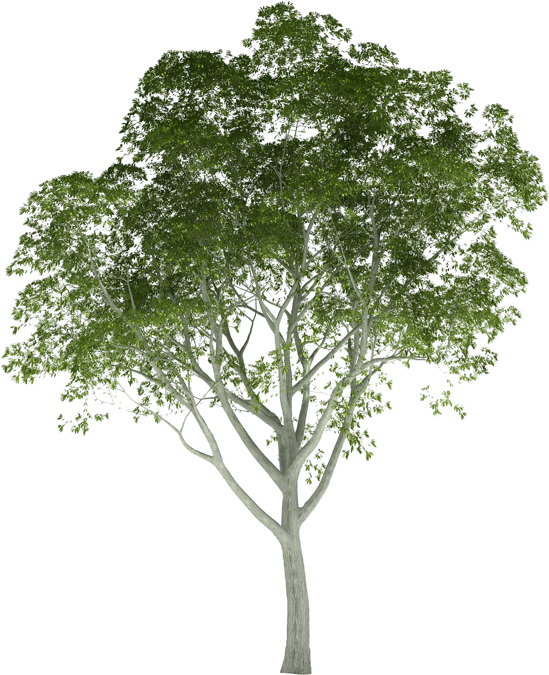 Download Tree On Transparent Background | Transparent PNG Download ...