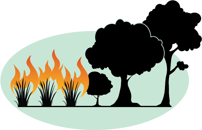 Download The Grass-fire Cycle On Pacific Islands | Transparent PNG ...