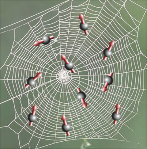 Figure Caption Expand Figure - Complete Spider Web (480x486), Png Download