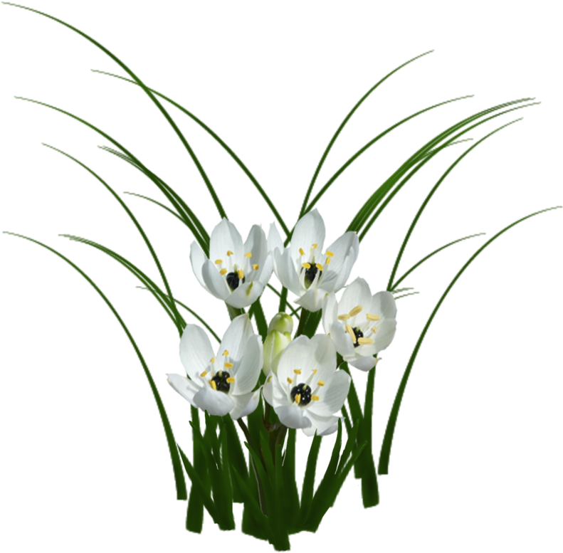 Download Com Sorted, Flowers Texture - Flower | Transparent PNG ...