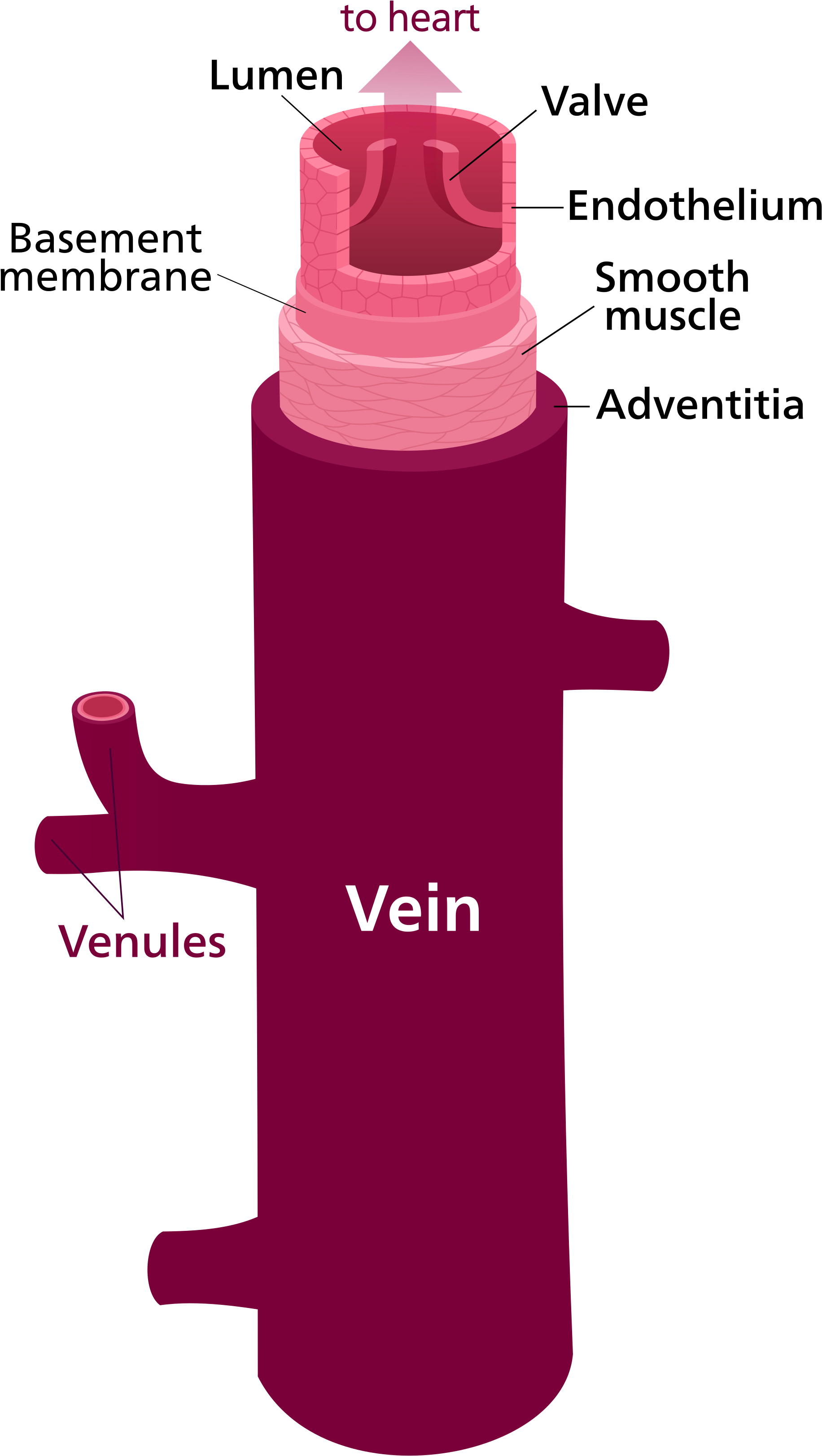 Download Vein - Veins Structure | Transparent PNG Download | SeekPNG
