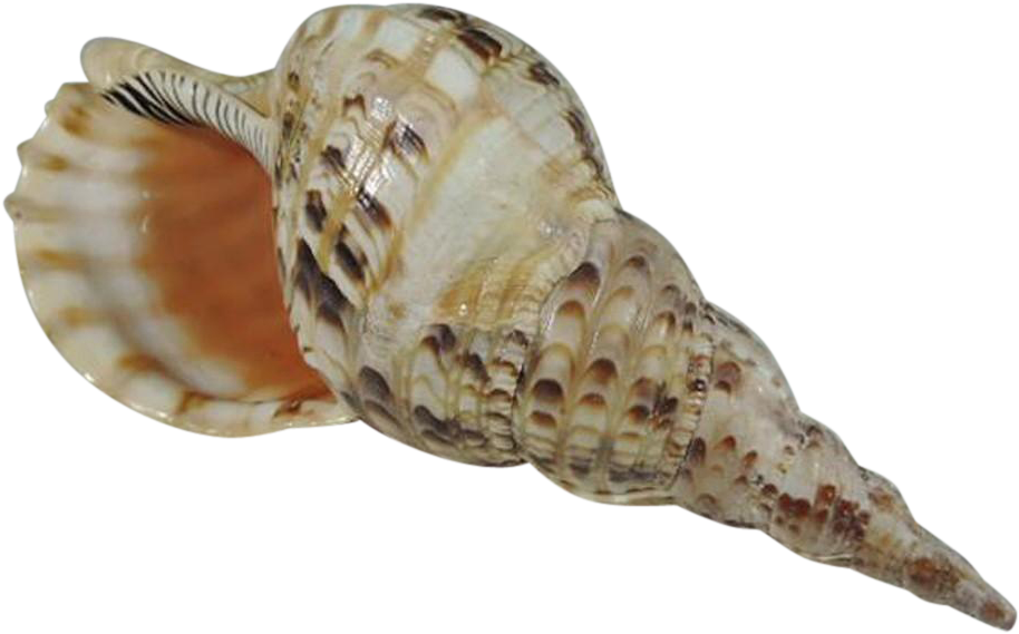 Download Conch Png - Conch Shell No Background | Transparent PNG ...