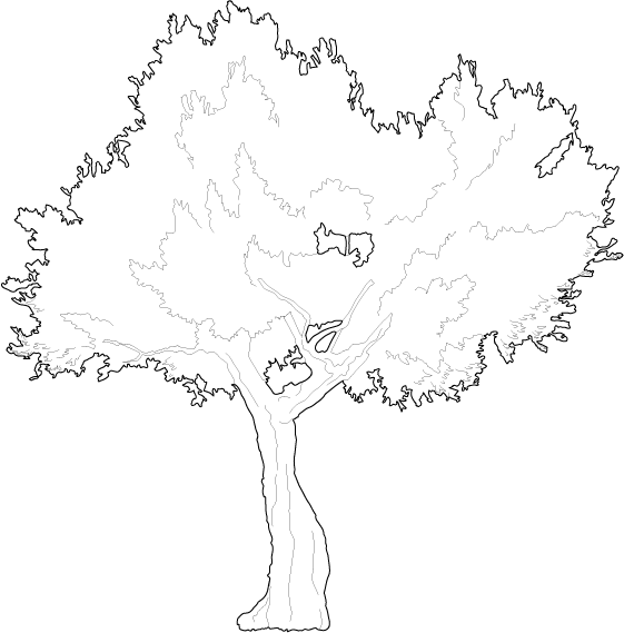 Olive Tree Trees - Olive Tree Cad Block (561x569), Png Download