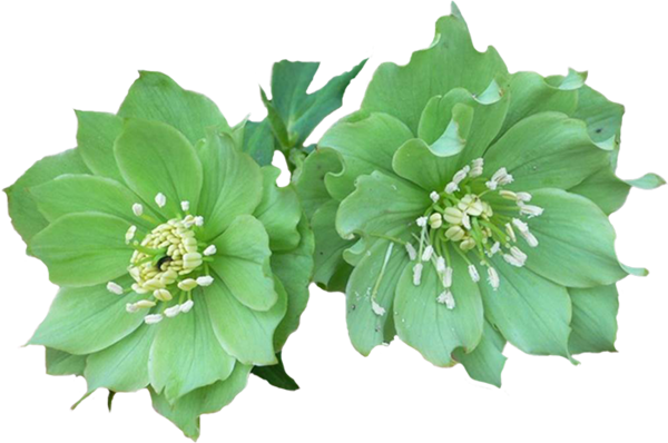 Download Green Flowers Png | Transparent PNG Download | SeekPNG