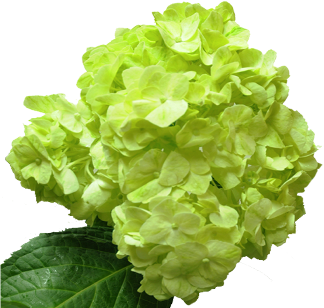 Lime Green Lime Green Flower Png 686x638 Png Download lime-green-lime-green-flower-png-686x638-png-download
