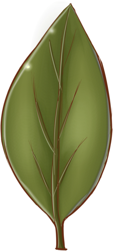 Download Drawing Texture Leaf - Cartoon Leaf Texture Png | Transparent ...