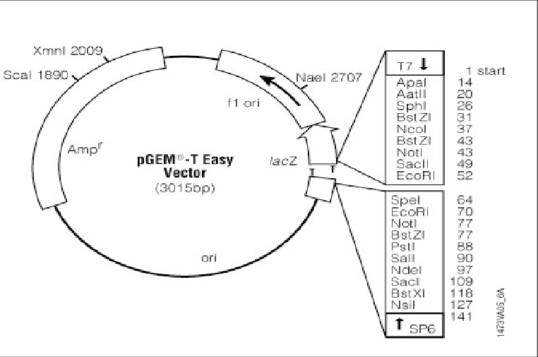 Pgem ® -t Easy Vector Circle Map - Pgem T Easy Vector (762x505), Png ...