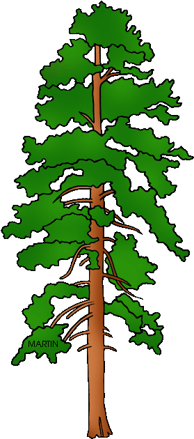 Ponderosa Pine Silhouette