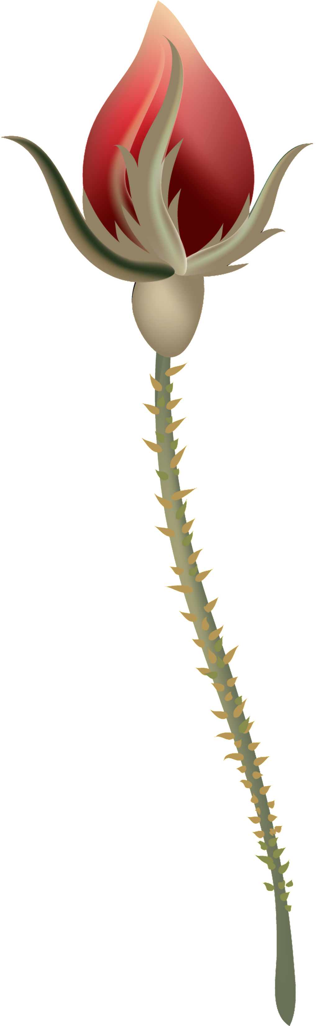 Fire Red Flower Branch Transparent Decorative - Portable Network ...