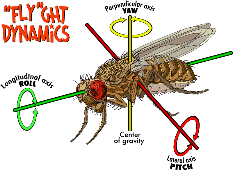 Fruit Fly Flight The - Fly Flies (852x619), Png Download