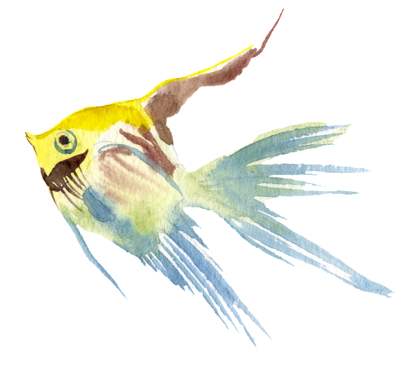 Yellow Fish Watercolor Hand Drawn Transparent - Watercolor Painting ...