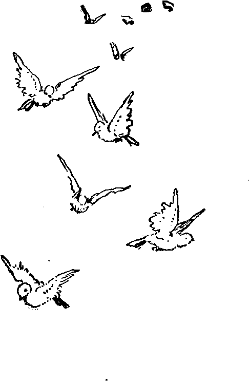 Flock Of Birds Clipart Simple - Flock Of Birds Flying Drawing (800x958 ...