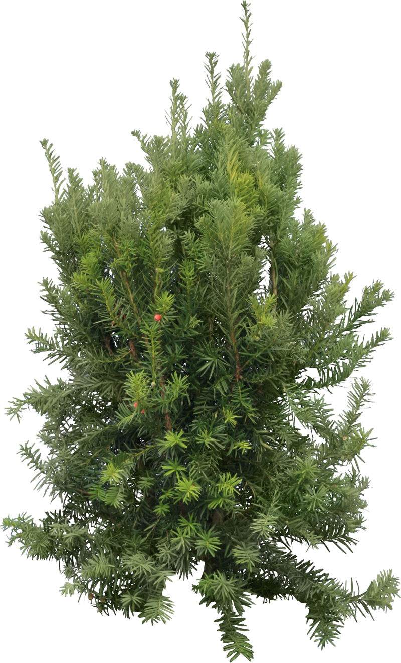 Tree Branch - Cedar Png (302x500), Png Download