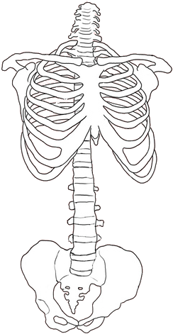 Download Bone Drawing Rib Cage - Skeleton Torso Drawing | Transparent ...
