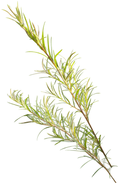 Tea Tree - Tea Tree Leaves Png (476x476), Png Download