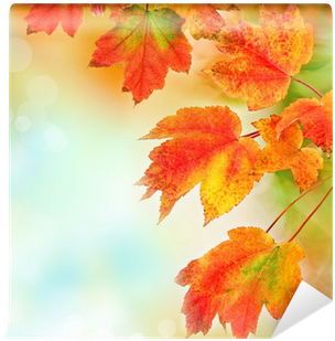 Colorful Fall Leaves Background - Photography (400x400), Png Download