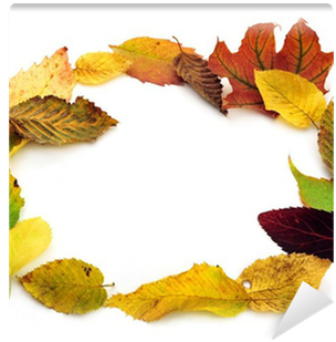 Fall Leaves Frame, Isolated On White Background Wall - Sunflower ...