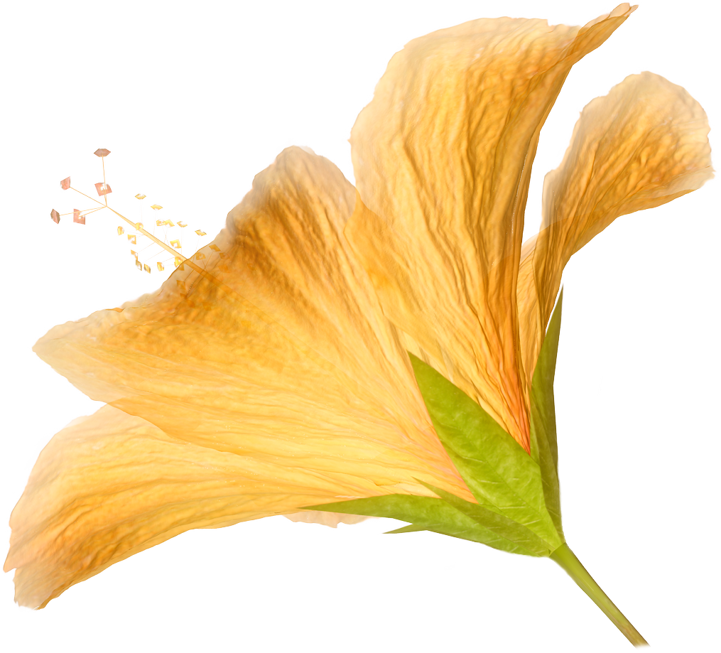 Download Free Icons Png - Yellow Hibiscus Flower Png | Transparent PNG ...