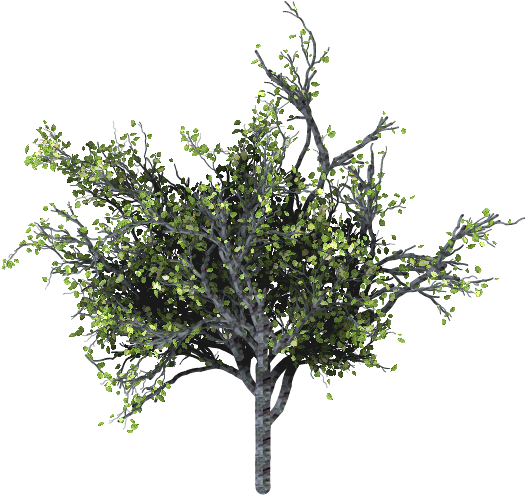 Report Abuse - Tree (800x600), Png Download