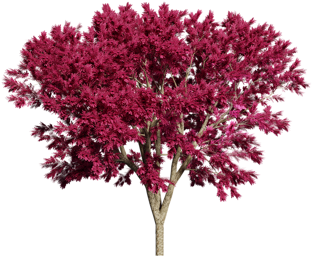 Tree, Nature, Isolated, Landscape, Spring, Leaf - Redbud Tree With ...