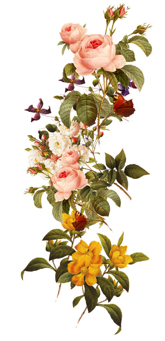Beautiful Flowers 571*1096 Transprent Png Free Graphic - Transparent ...