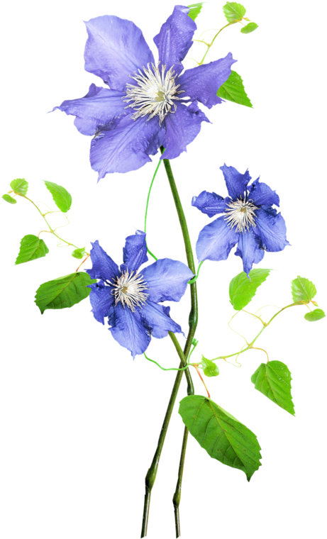 Fleur - Flower (519x800), Png Download