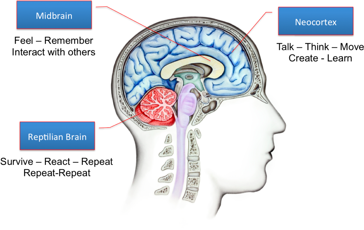 Brains-1200x743 - Triune Brain Theory Transparent Png (1200x743), Png ...