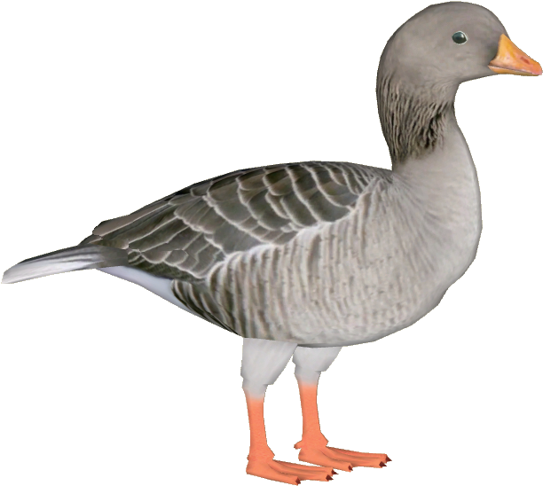Download Greylag Goose - Wiki | Transparent PNG Download | SeekPNG