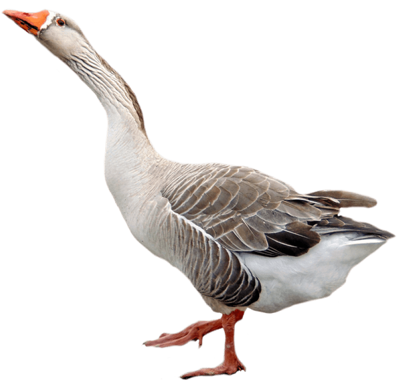 Free Png Goose Png Images Transparent - Goose Transparent Background ...