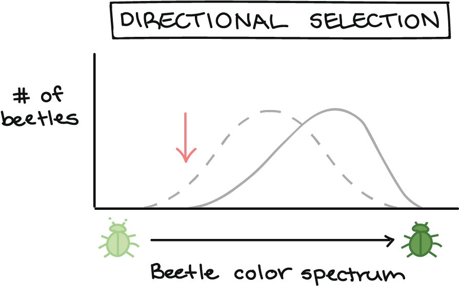 Download Natural Selection | Transparent PNG Download | SeekPNG