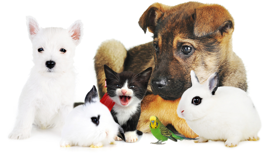 Group Of Pets (542x363), Png Download