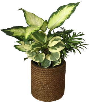 Tabletop Garden - Table Top Flower Png (370x400), Png Download