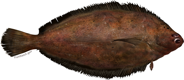 Rex Sole (640x427), Png Download