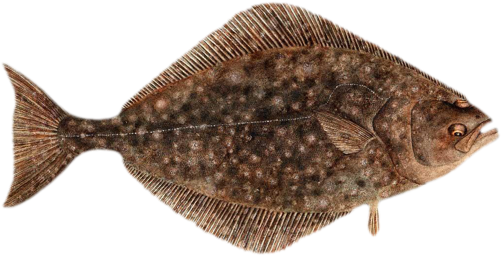 Download Photo Of A Halibut Fish - Pacific Halibut | Transparent PNG ...