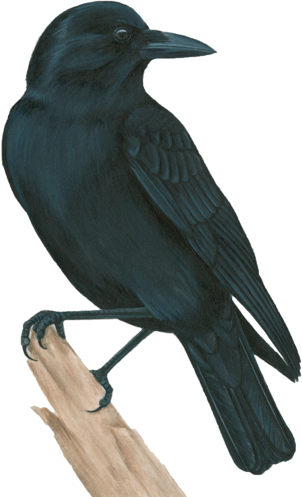 American Crow - Cuervo Ave (1024x1024), Png Download