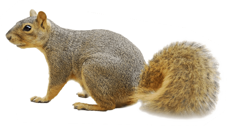 Ground Squirrel Png - Free Squirrel Png (759x419), Png Download
